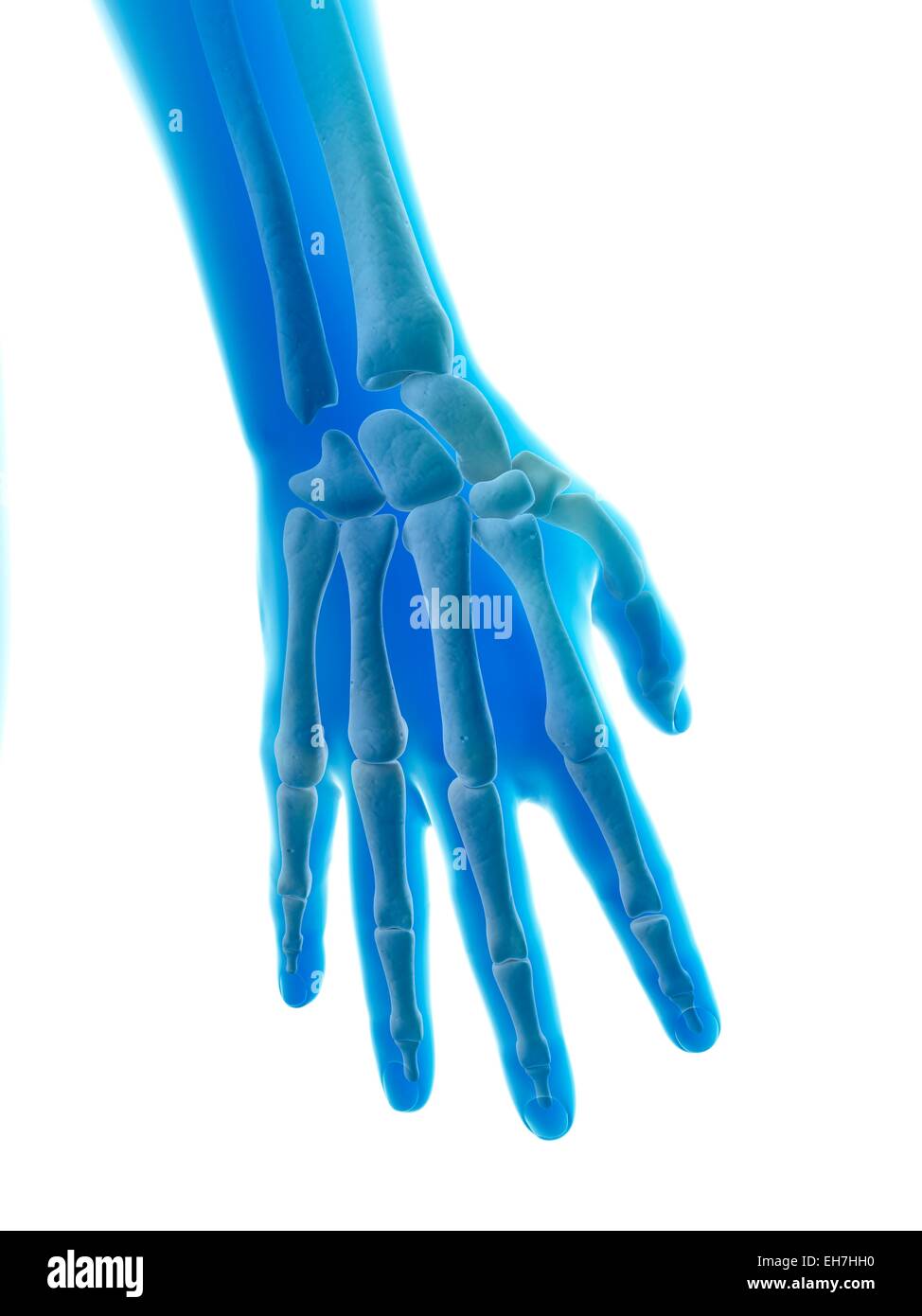 Human hand bones, illustration Stock Photo - Alamy