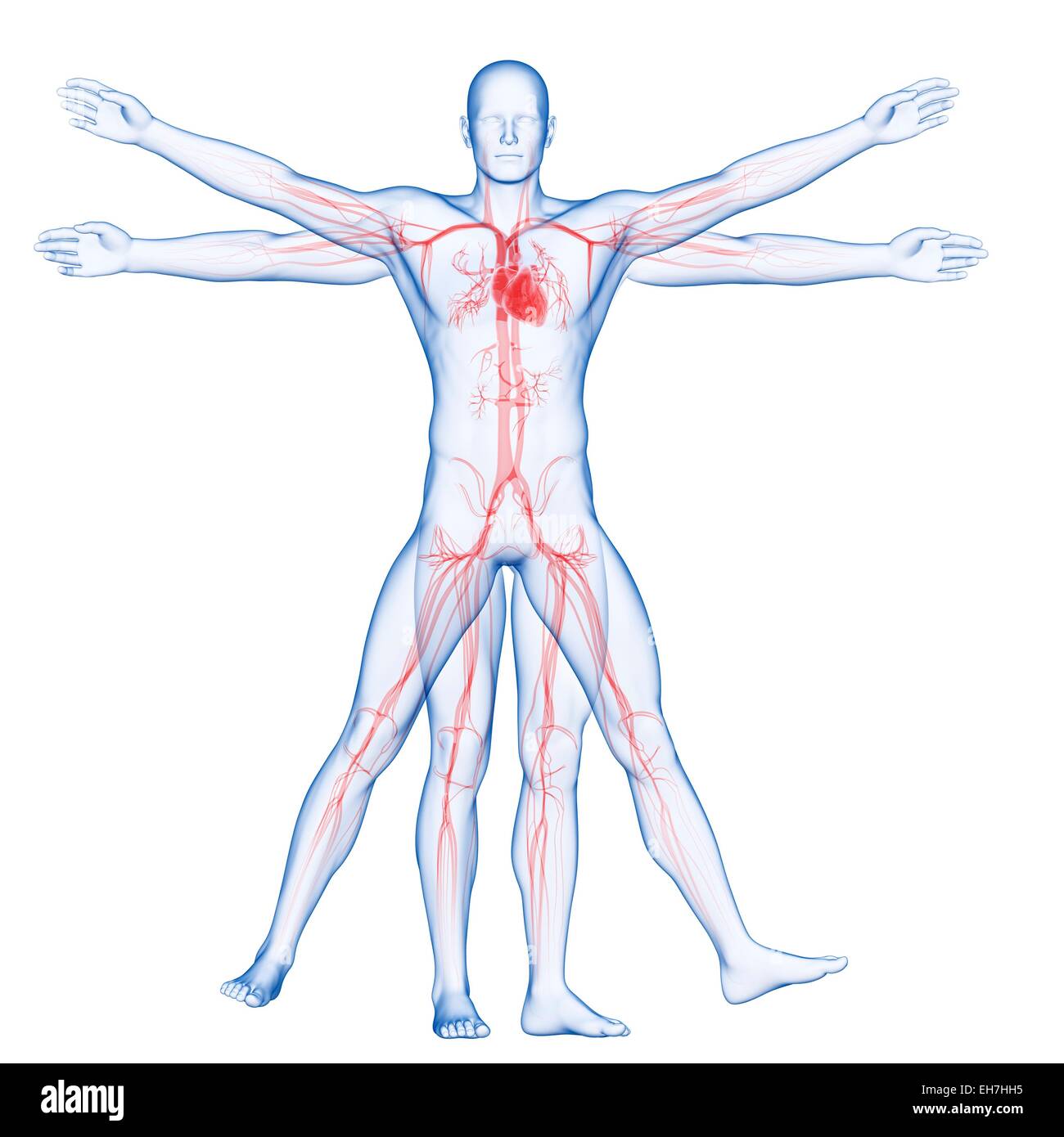 Human vascular system, illustration Stock Photo - Alamy