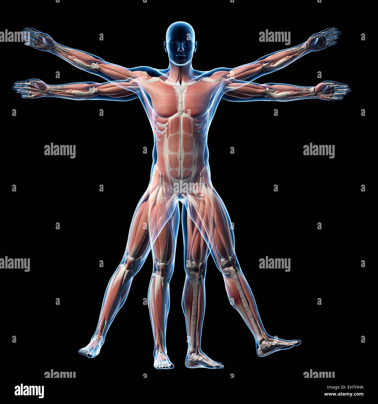 Human muscular system, illustration Stock Photo - Alamy