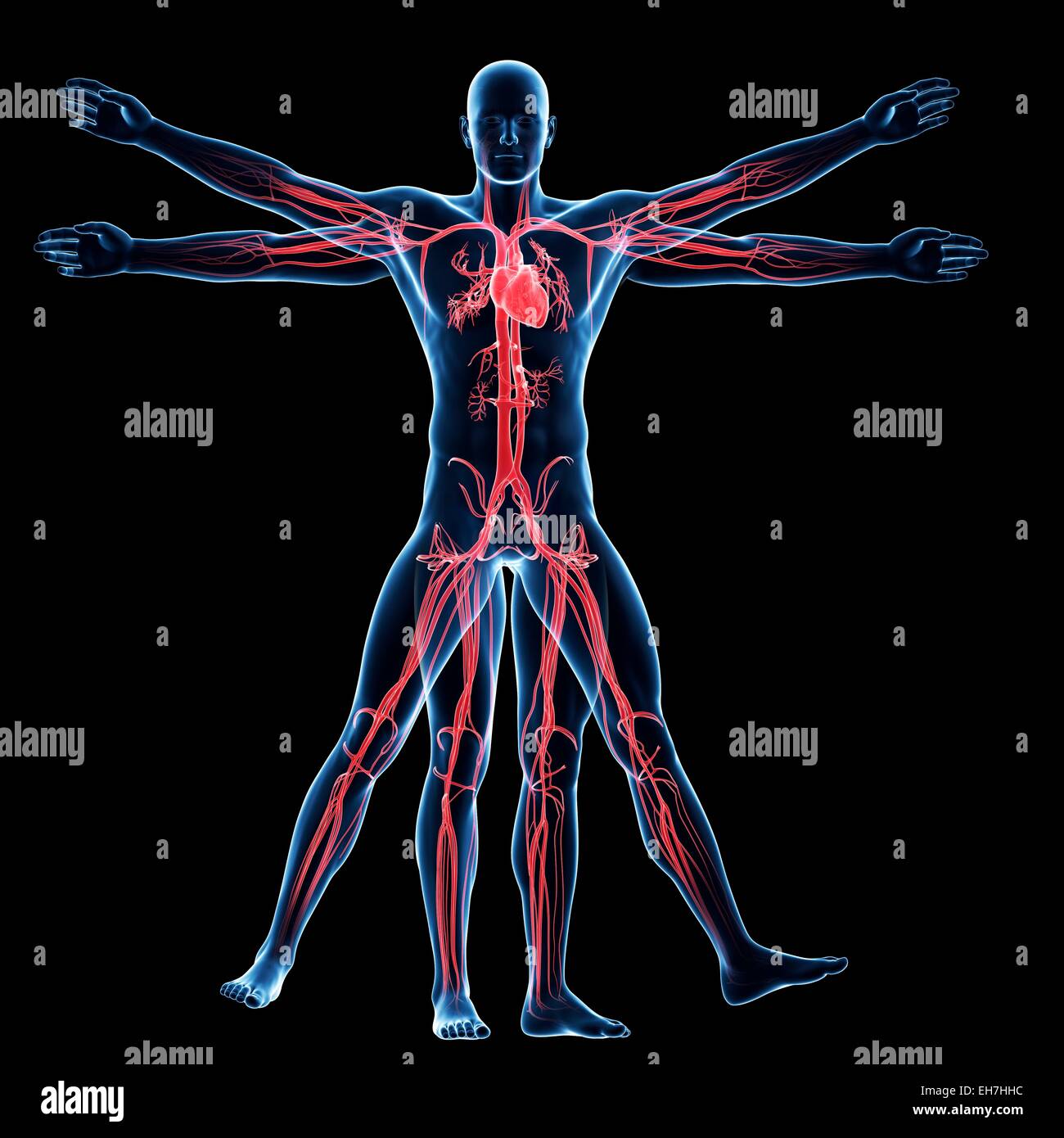 Human vascular system, illustration Stock Photo - Alamy