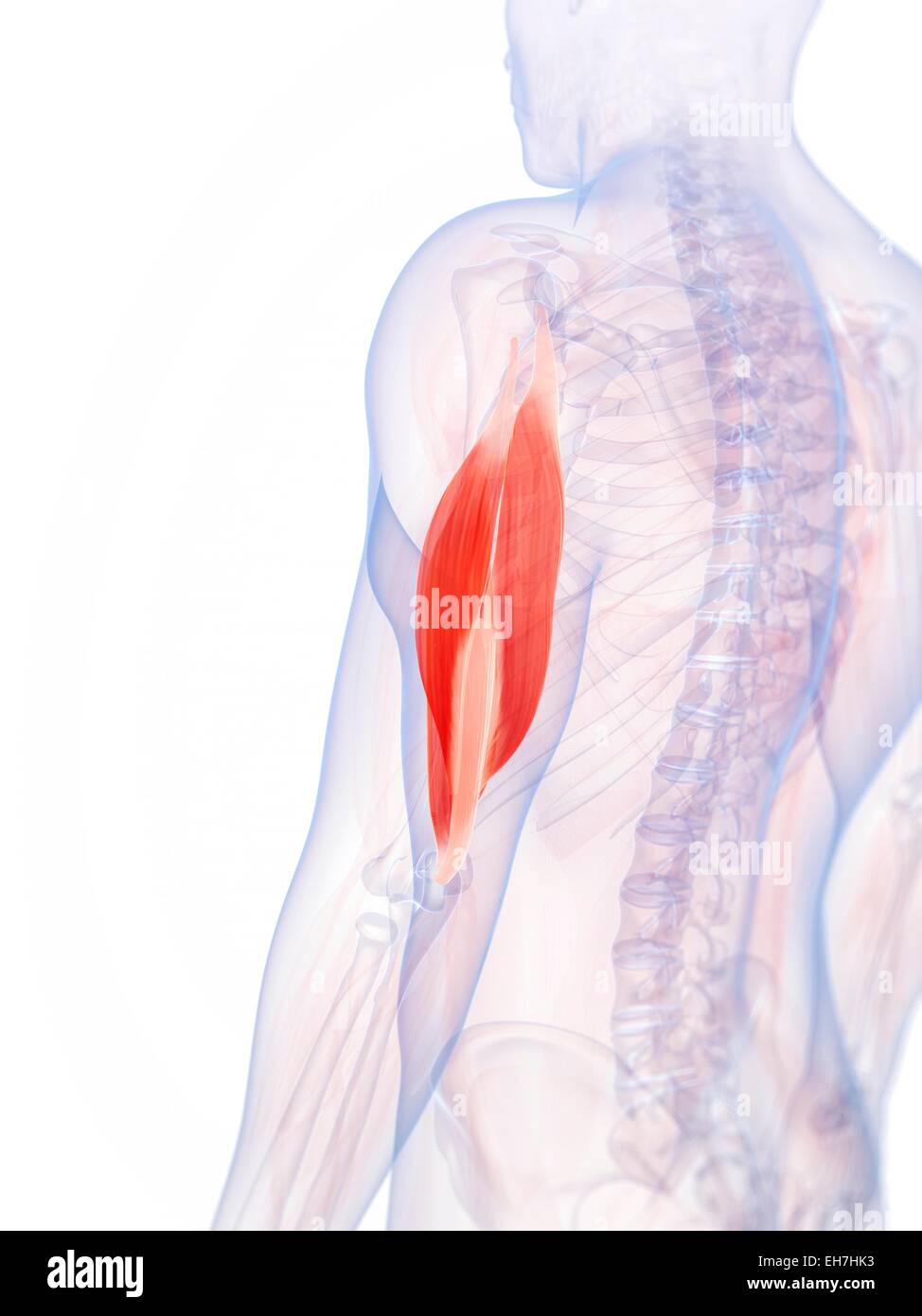 Human triceps, illustration Stock Photo - Alamy