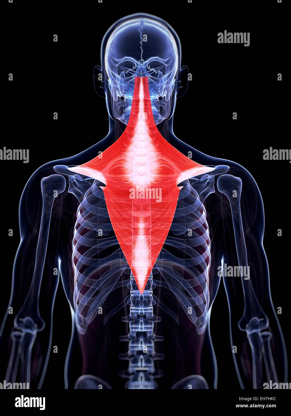 Human back muscles, illustration Stock Photo - Alamy