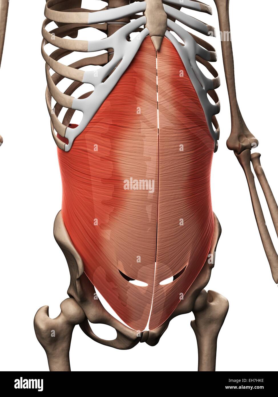 Human abdominal muscles, illustration Stock Photo - Alamy
