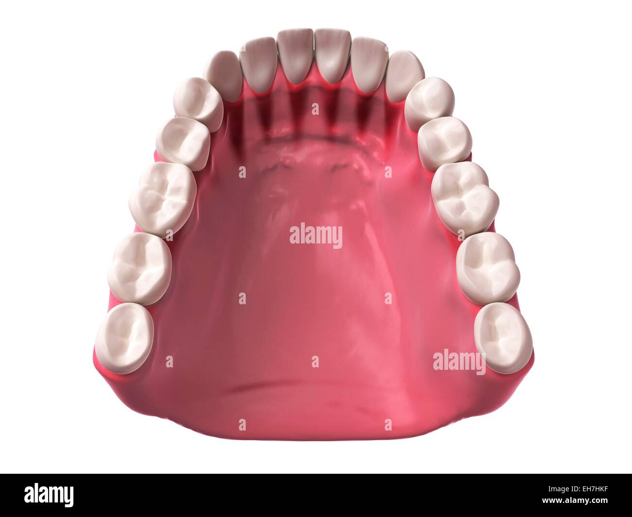Human teeth, illustration Stock Photo - Alamy