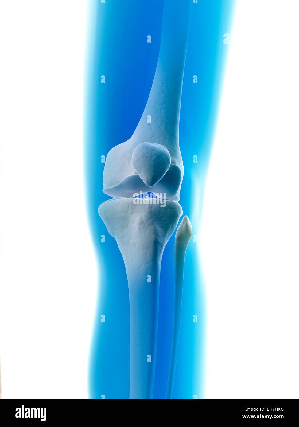 Human knee joint, illustration Stock Photo - Alamy