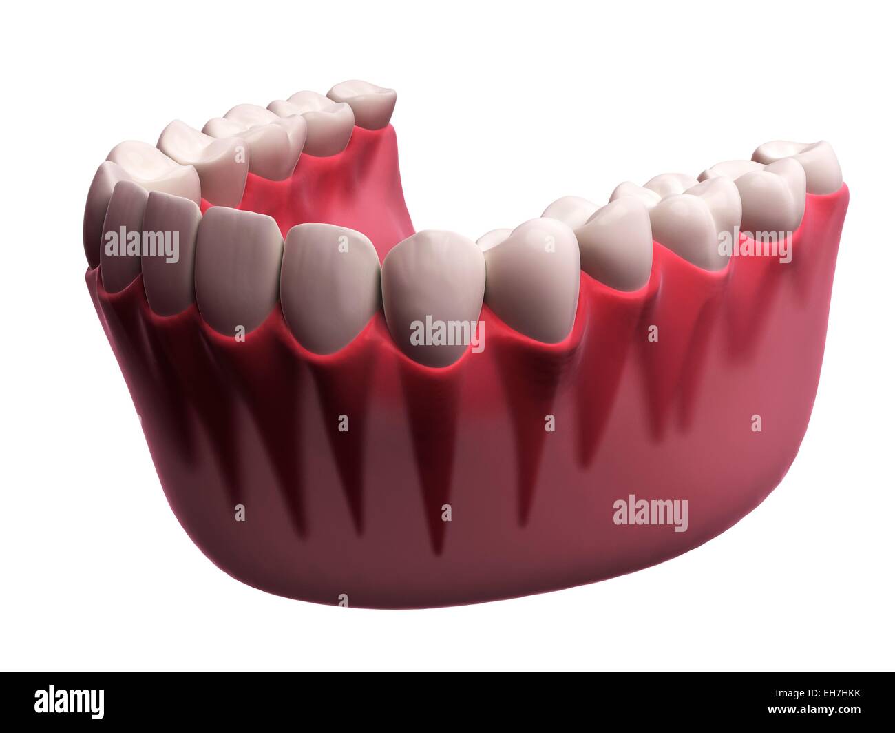 Human teeth, illustration Stock Photo - Alamy