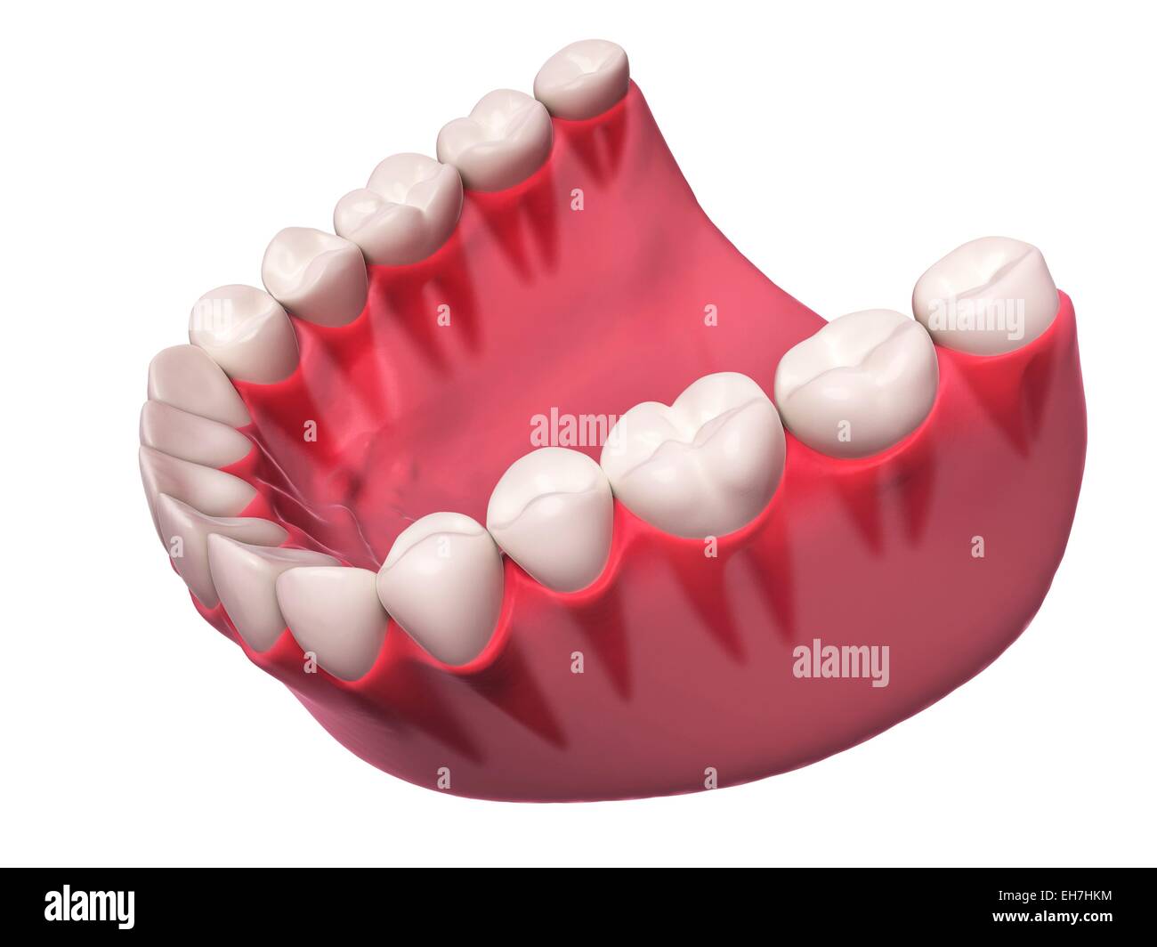 Human teeth, illustration Stock Photo - Alamy