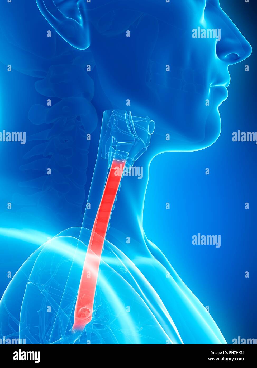 Human wind pipe, illustration Stock Photo - Alamy