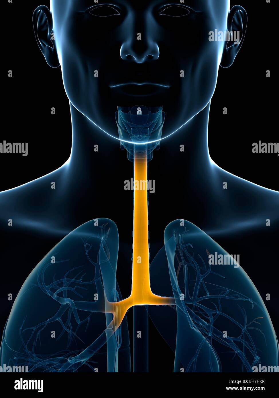 Pipe neck hi-res stock photography and images - Alamy