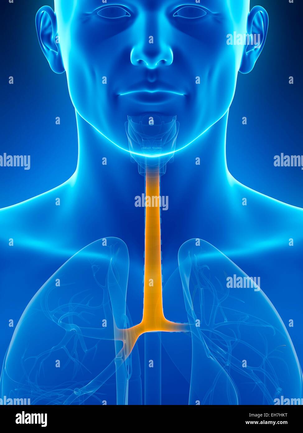 Human wind pipe hi-res stock photography and images - Alamy