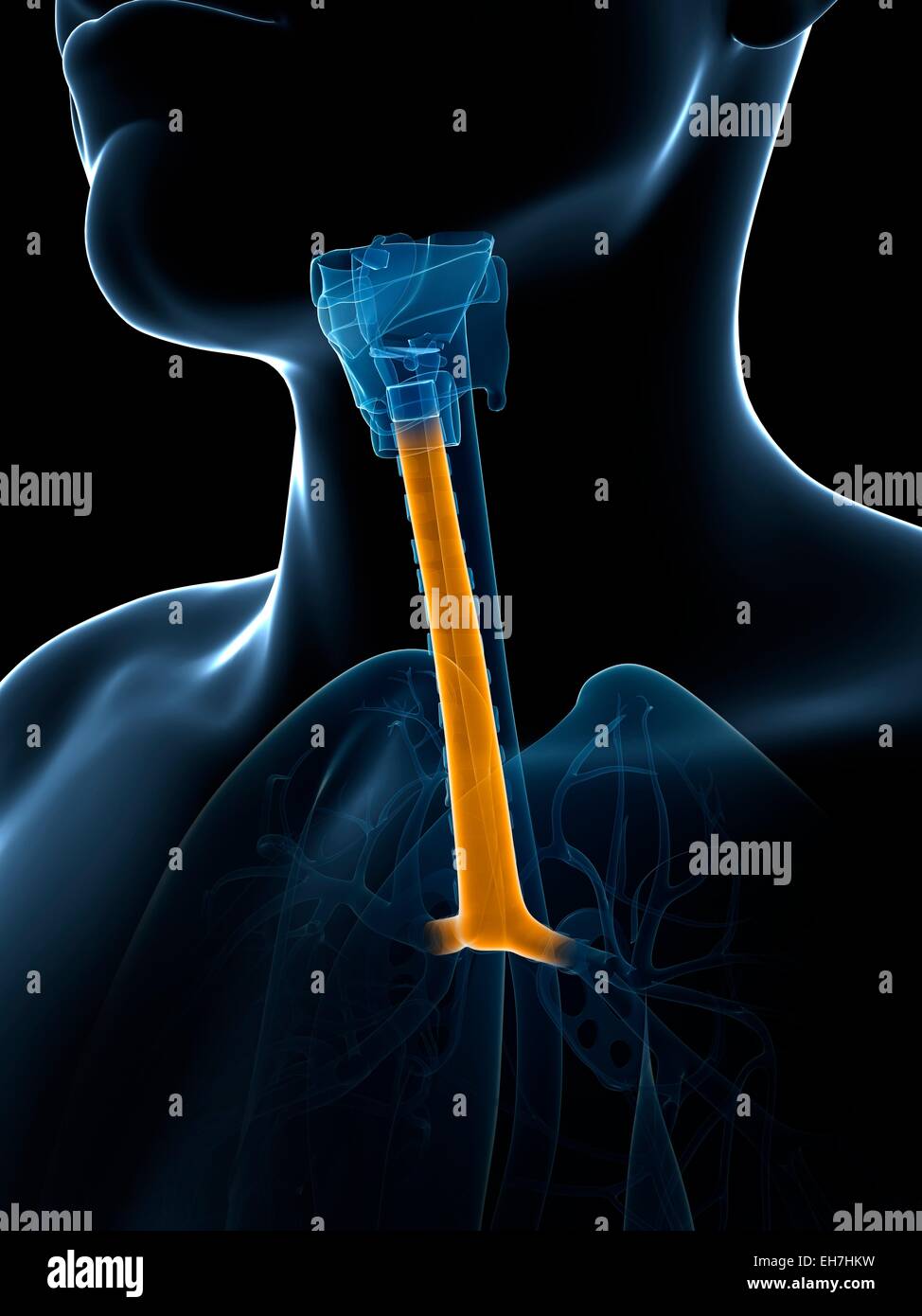 Human pipe hi-res stock photography and images - Alamy