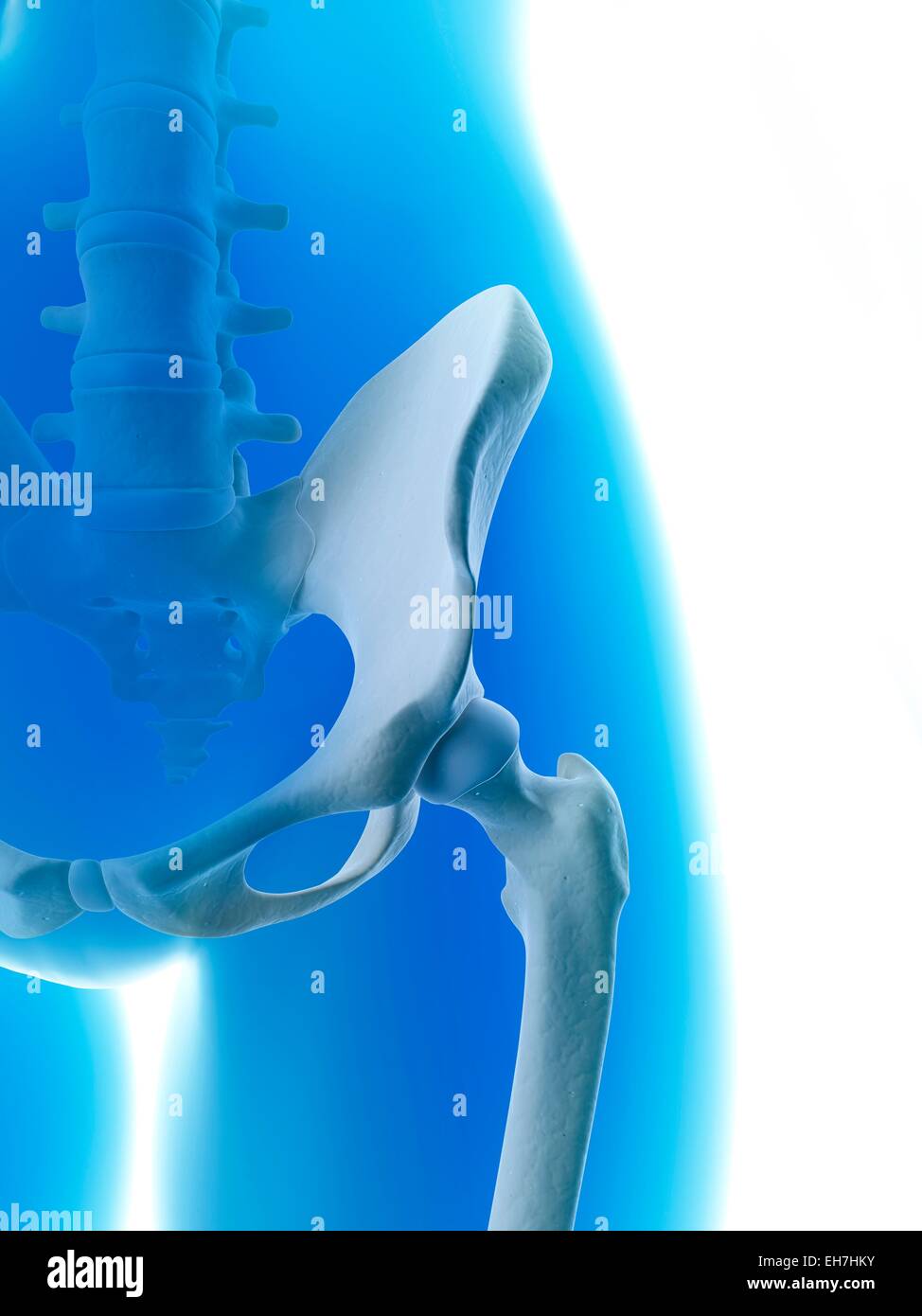 Human hip joint, illustration Stock Photo - Alamy