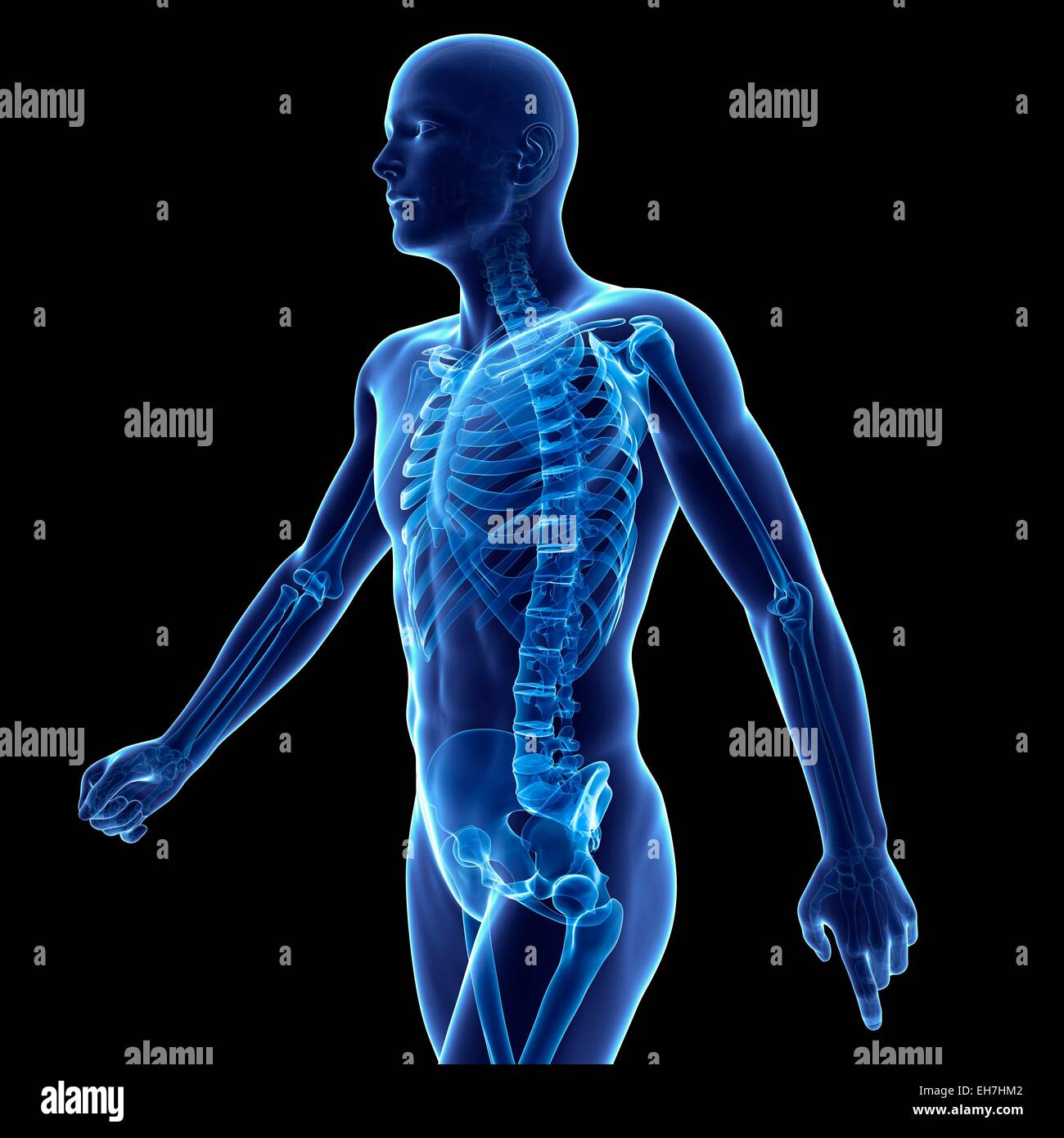 Human skeletal system walking hi-res stock photography and images - Alamy