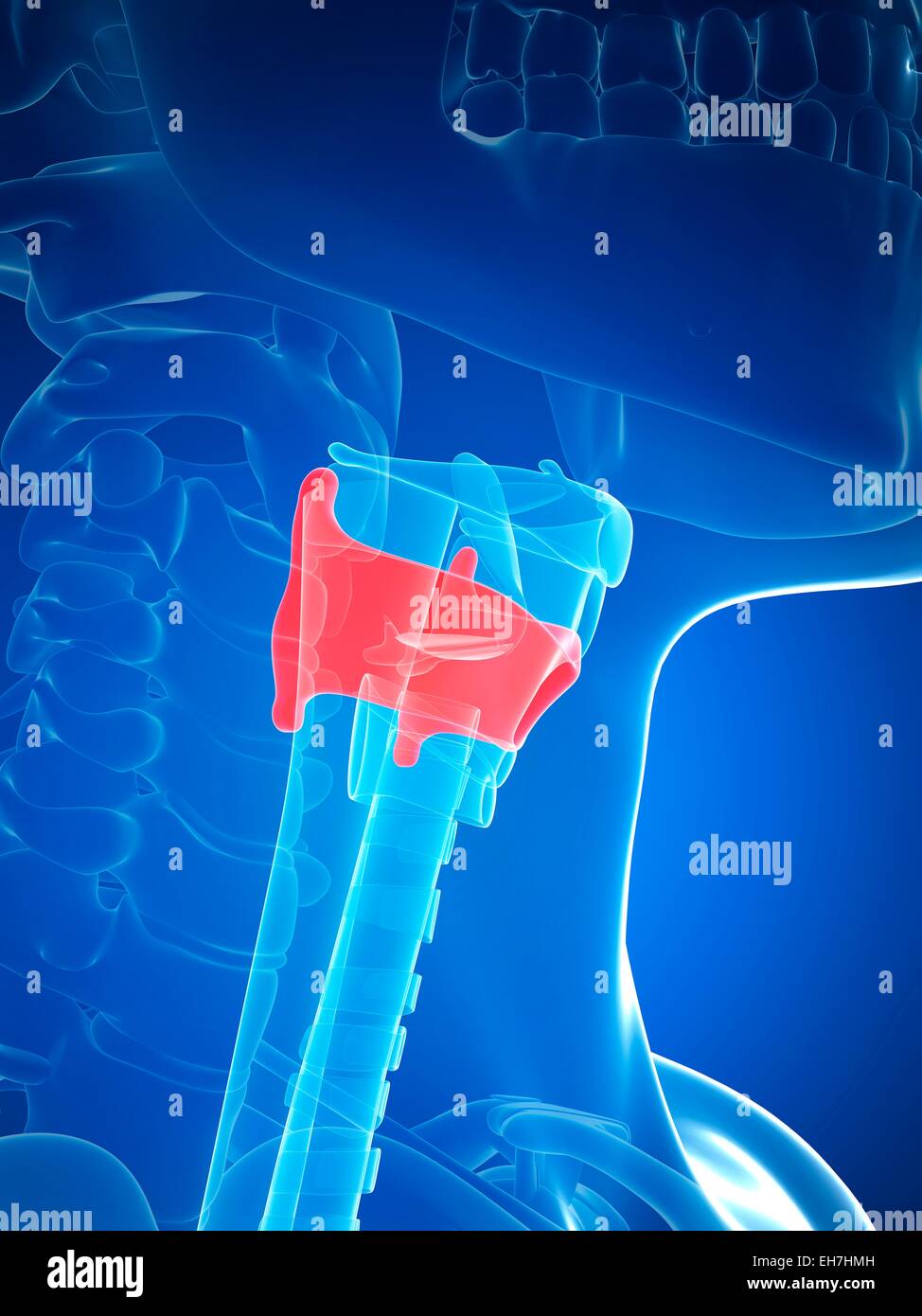 Human larynx anatomy, illustration Stock Photo - Alamy