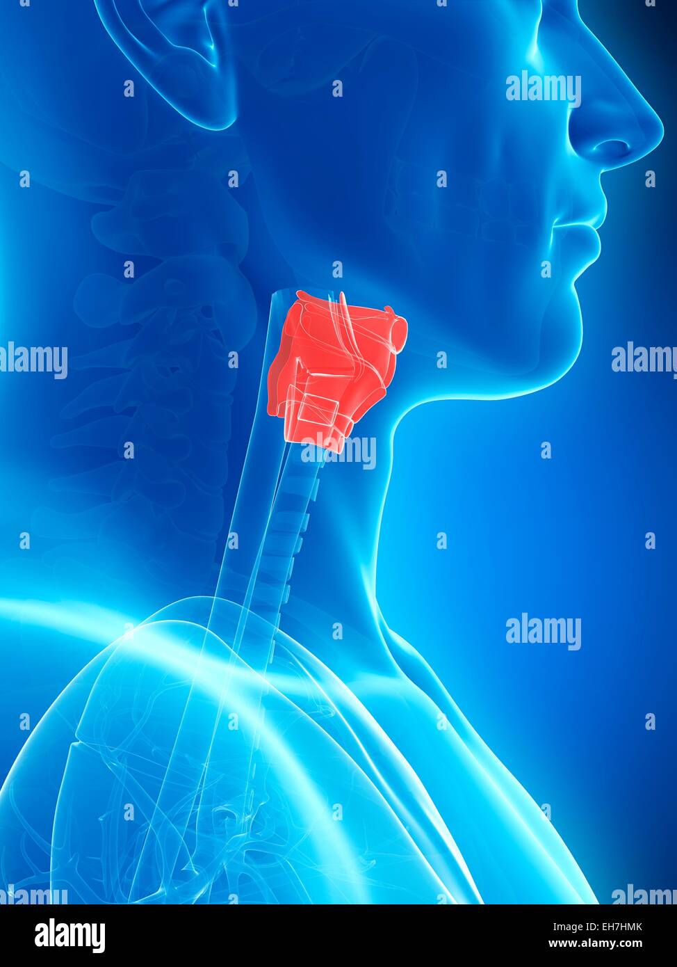 Human larynx anatomy, illustration Stock Photo - Alamy