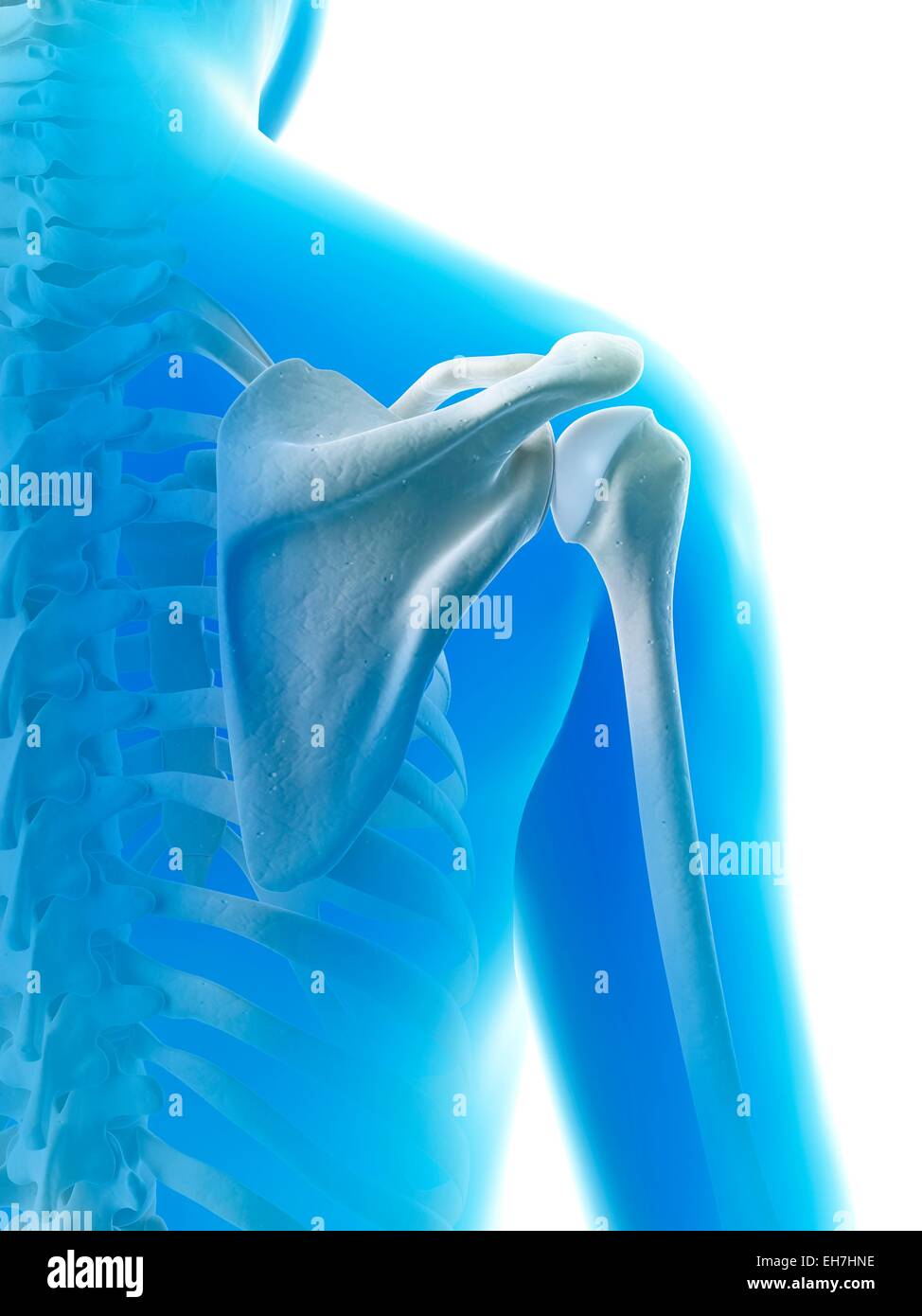 Human shoulder joint, illustration Stock Photo - Alamy
