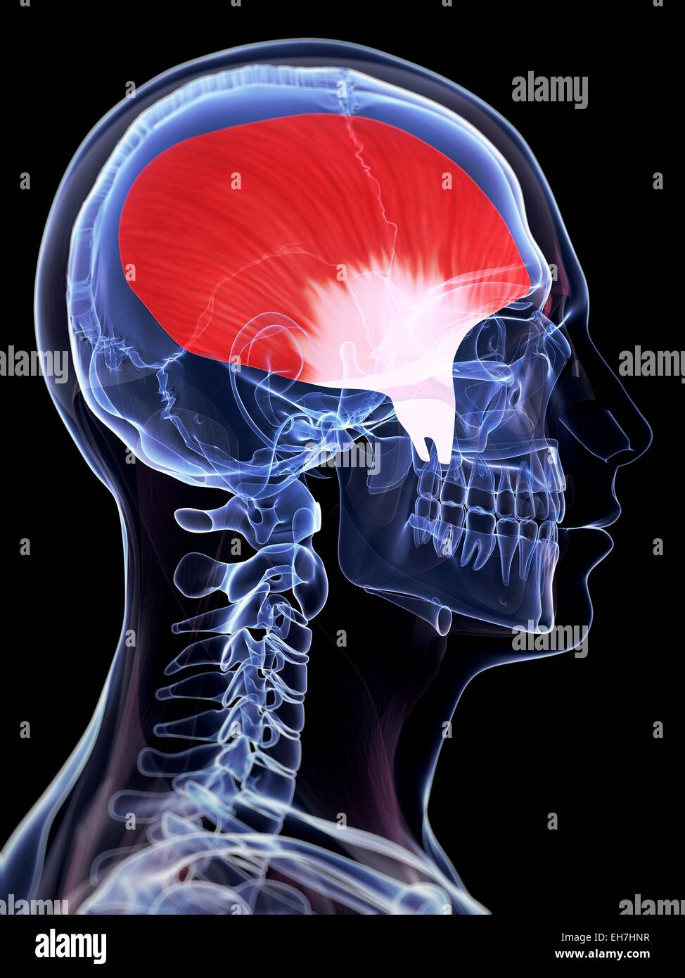 Human muscular system of the skull Stock Photo - Alamy