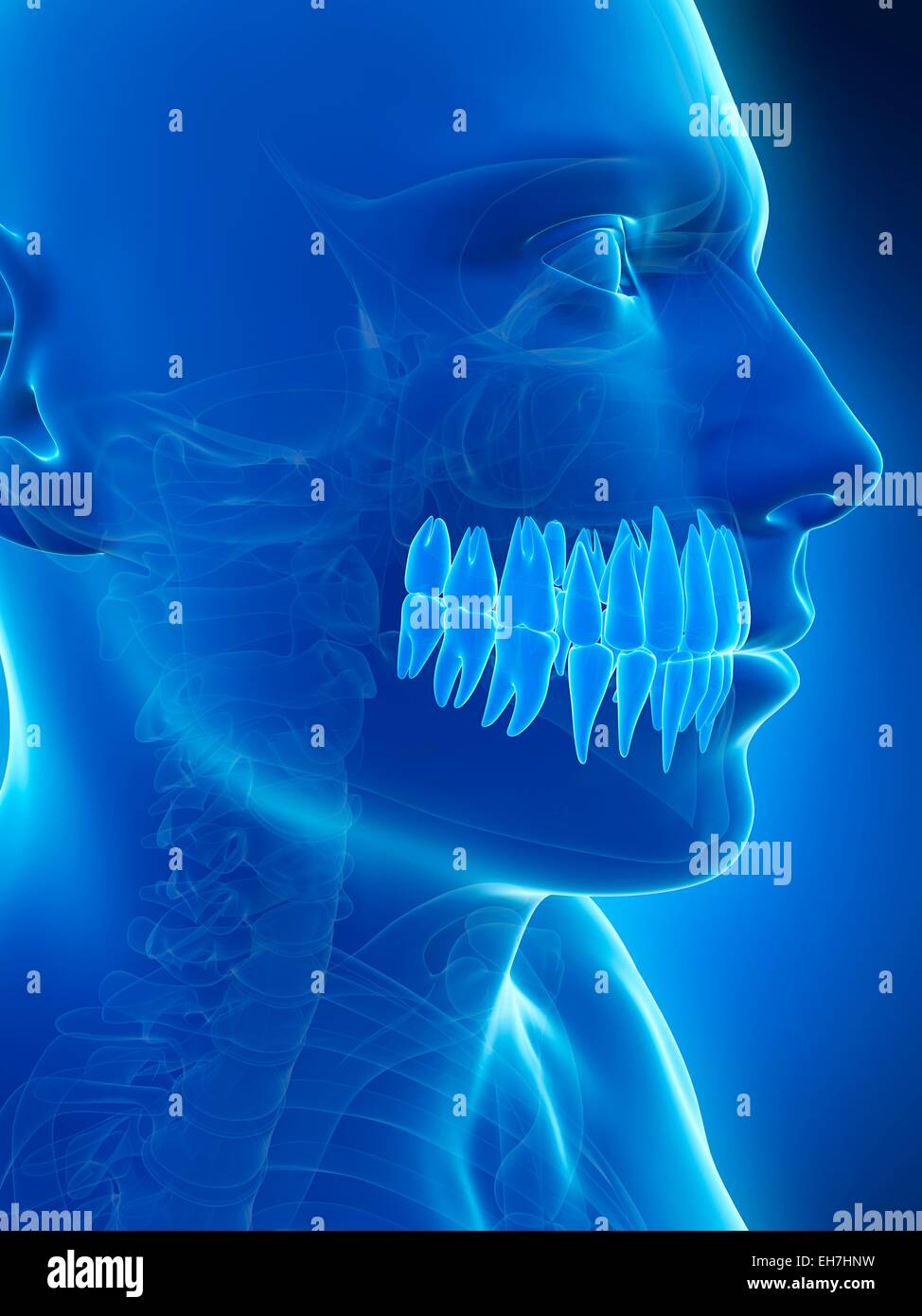 Teeth roots hi-res stock photography and images - Alamy