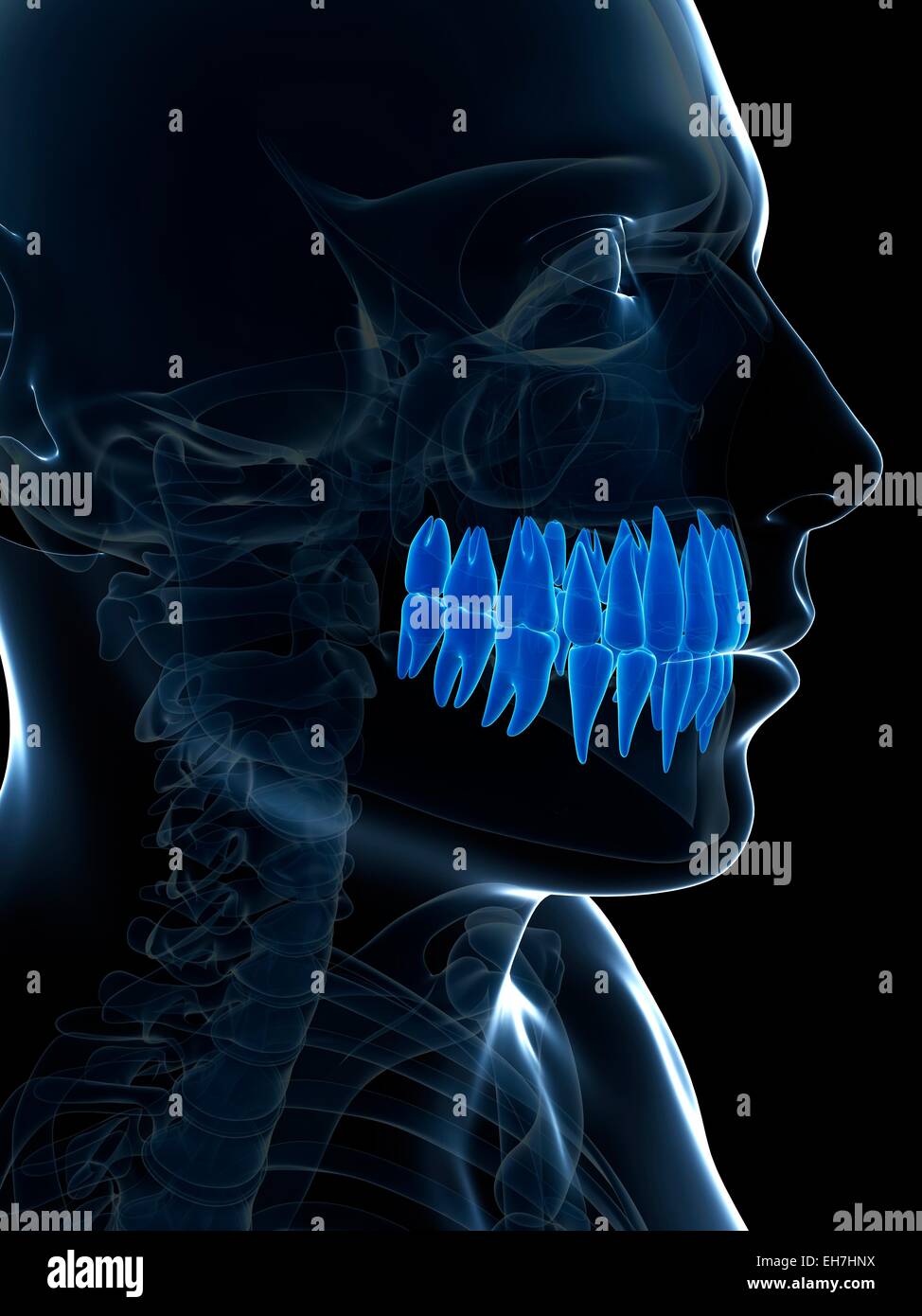 Human teeth, illustration Stock Photo - Alamy
