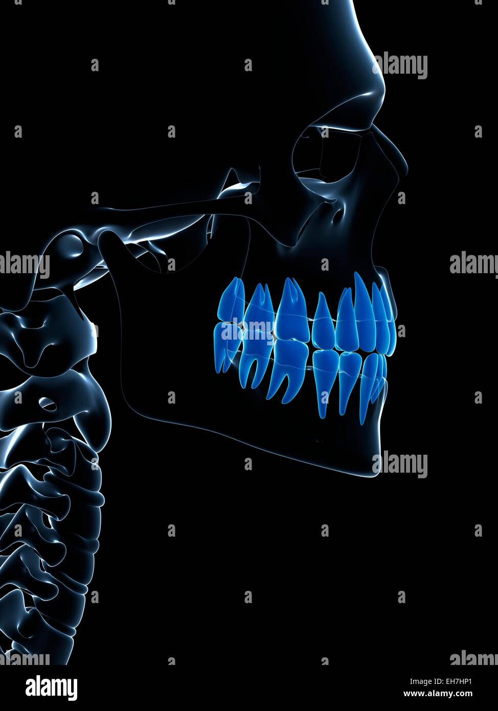 Human teeth, illustration Stock Photo - Alamy