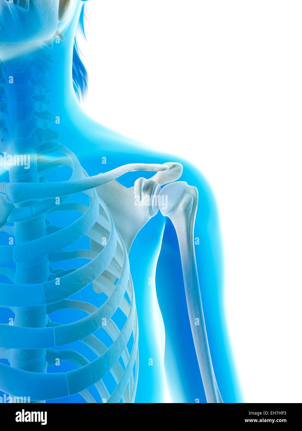 Human shoulder joint, illustration Stock Photo - Alamy