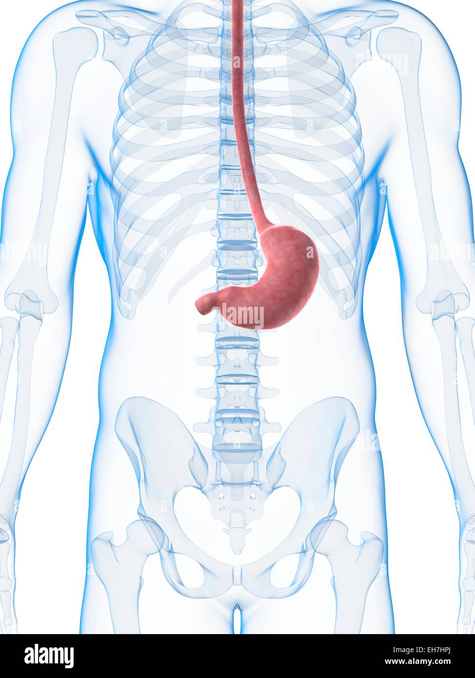 Human stomach, illustration Stock Photo - Alamy