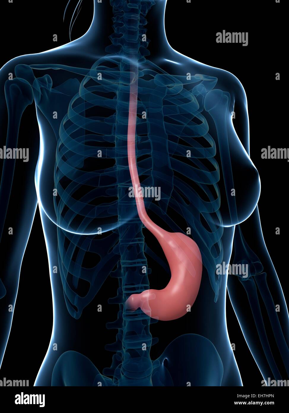 Female stomach and oesophagus hi-res stock photography and images - Alamy