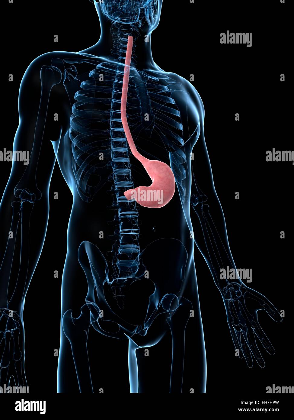 Esophagus Gullet Oesophagus Stock Photos & Esophagus Gullet Oesophagus ...