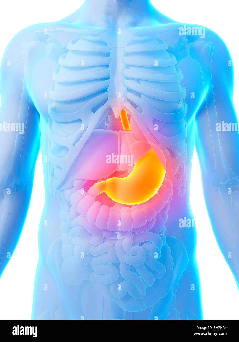 Human stomach pain, illustration Stock Photo - Alamy