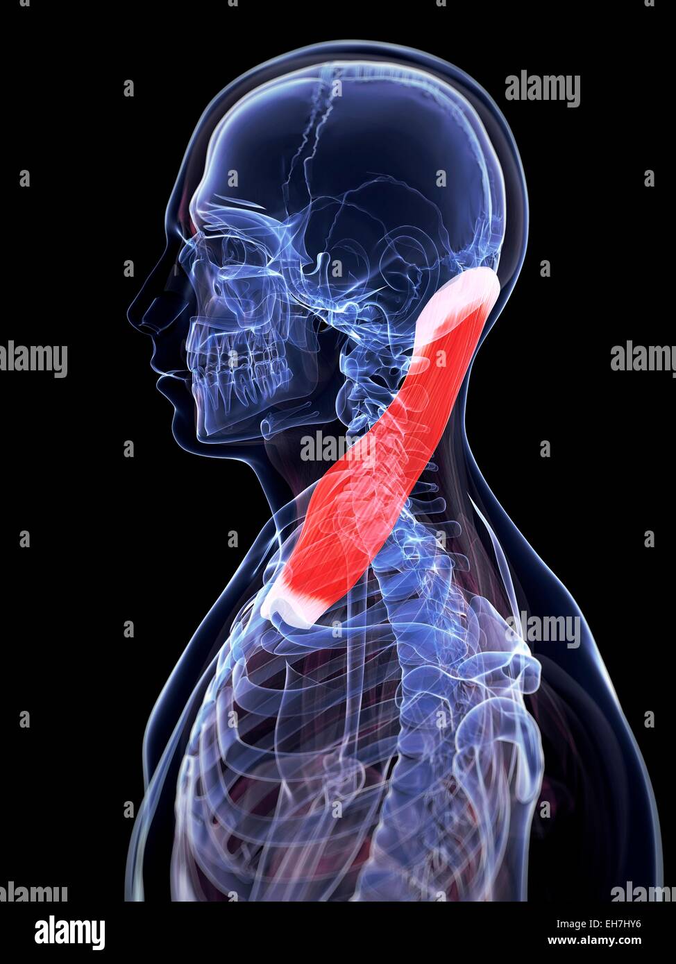 Human neck muscles, illustration Stock Photo - Alamy