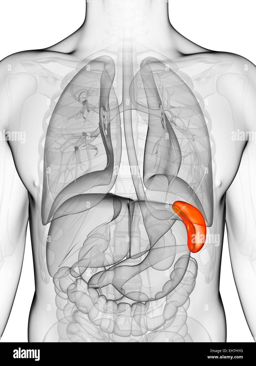 Human spleen, illustration Stock Photo - Alamy