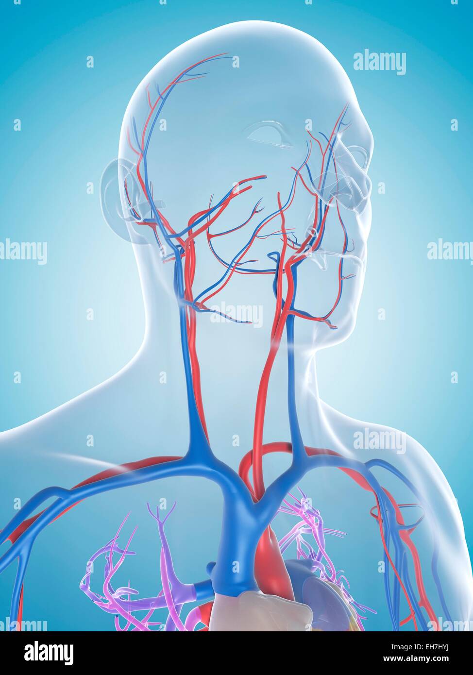 Human vascular system, illustration Stock Photo - Alamy