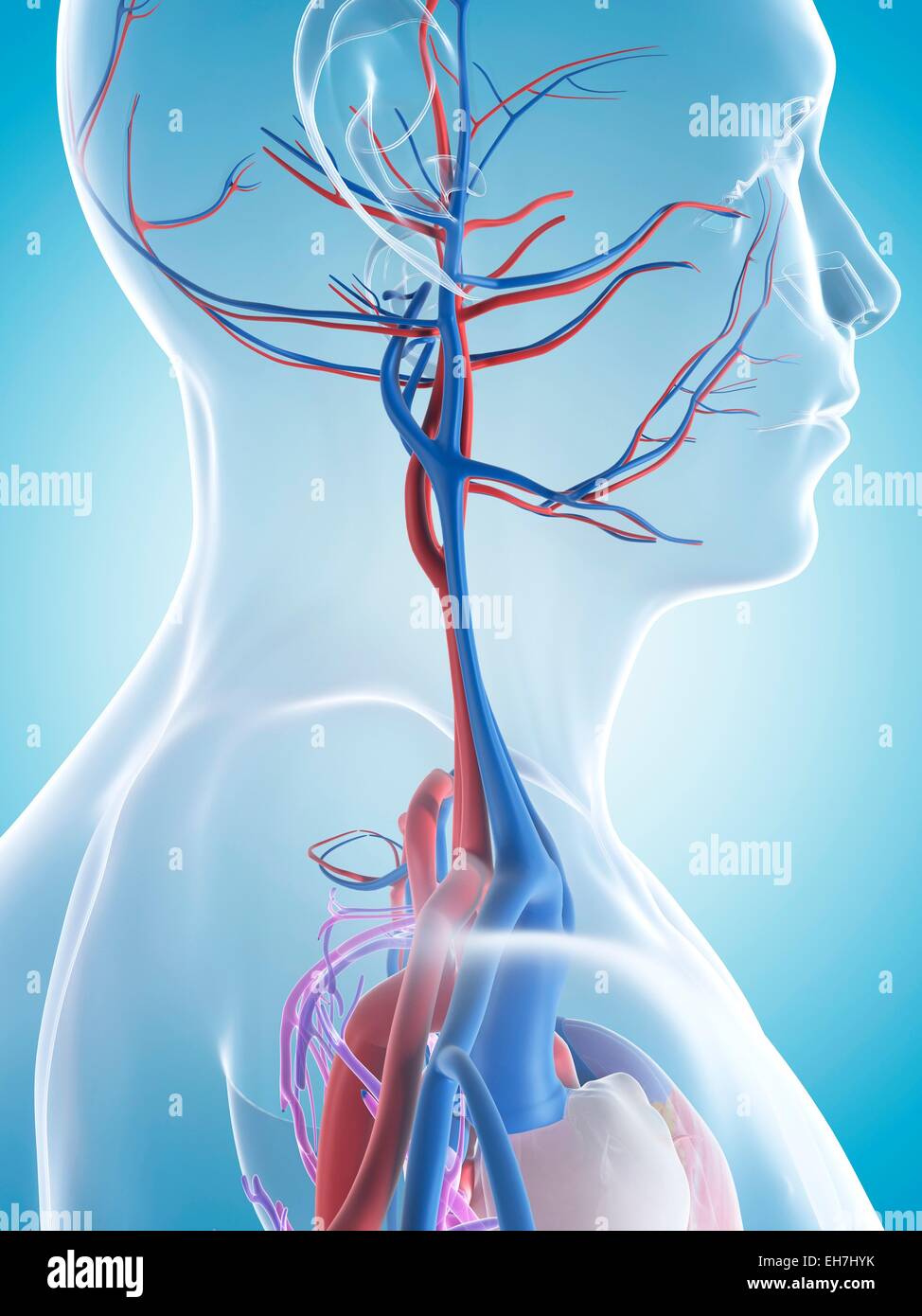Human vascular system, illustration Stock Photo - Alamy