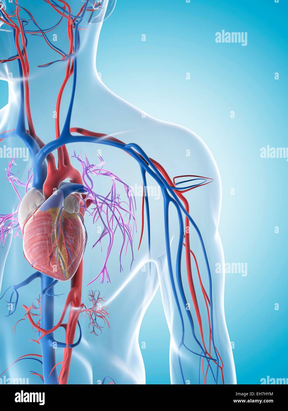 Human cardiovascular system, illustration Stock Photo - Alamy