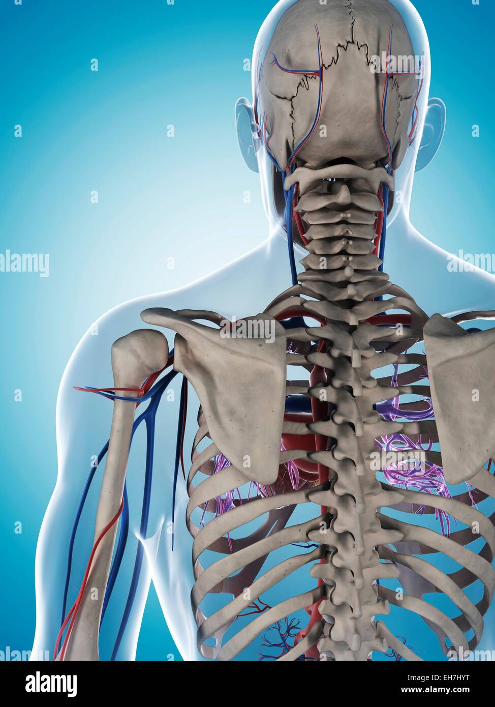 Human vascular system, illustration Stock Photo - Alamy