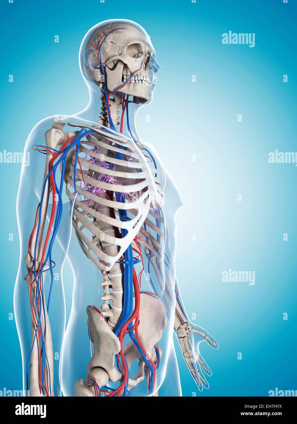 Human vascular system, illustration Stock Photo - Alamy