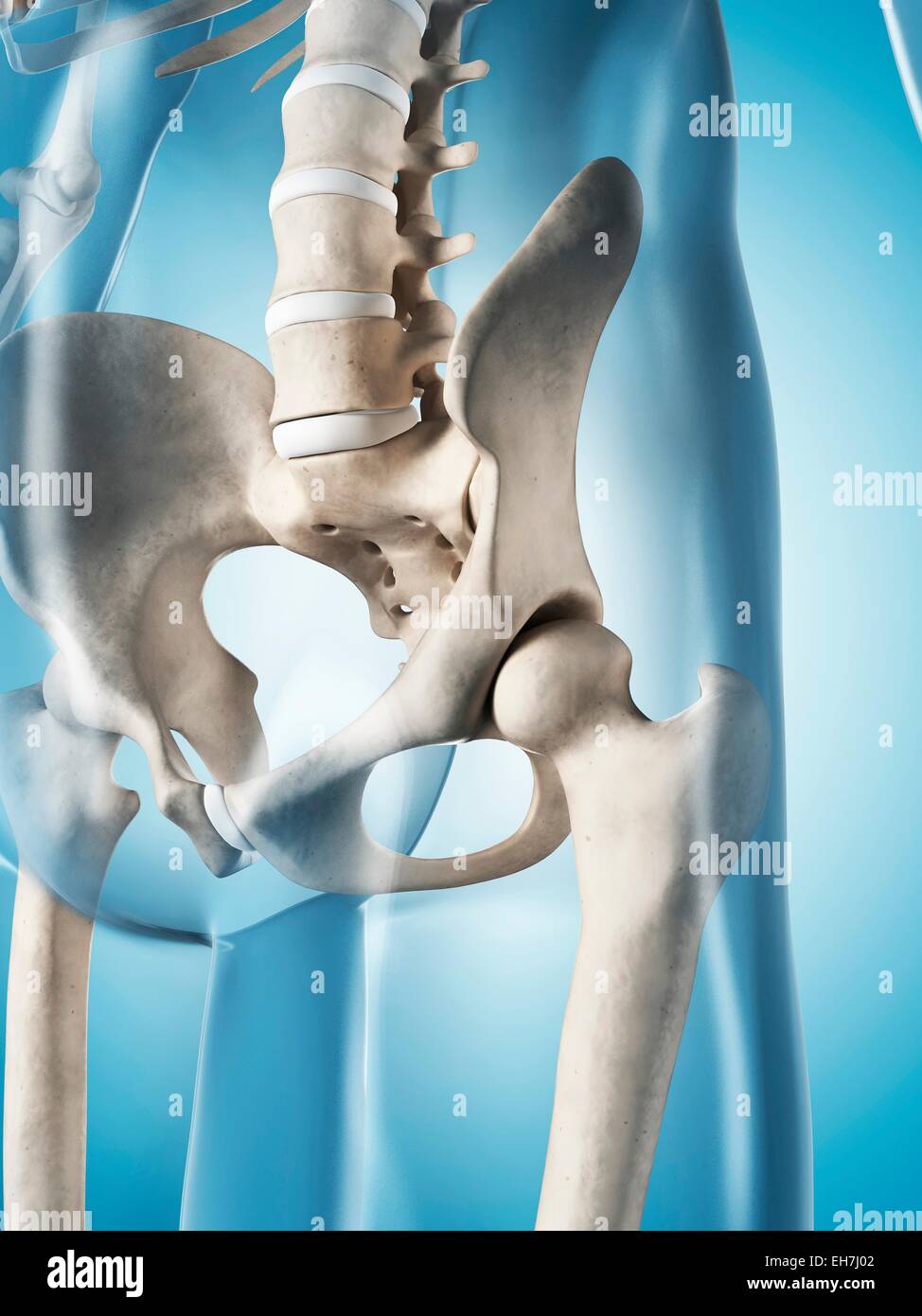 Human skeletal system, illustration Stock Photo - Alamy