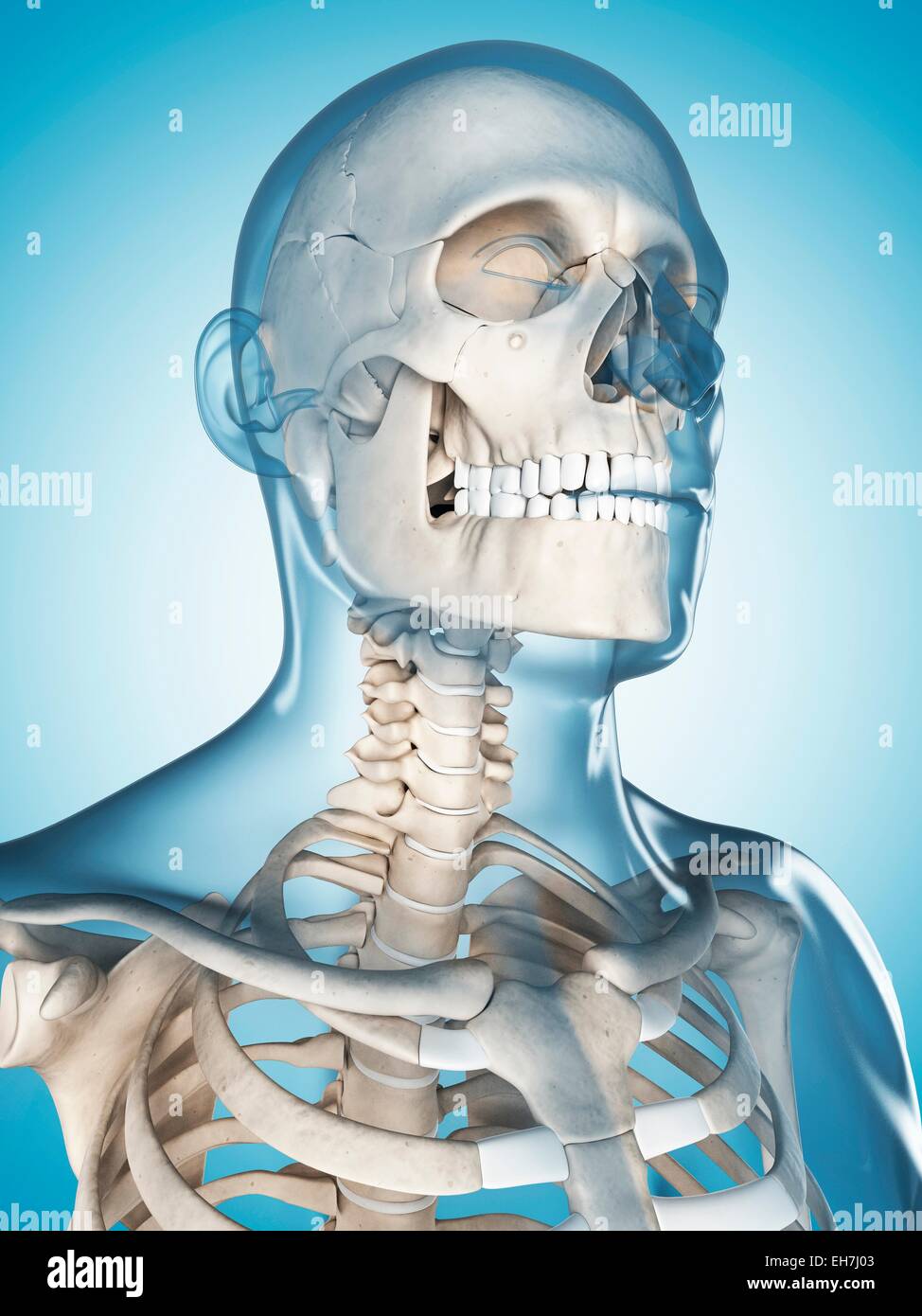 Human skeletal system, illustration Stock Photo - Alamy