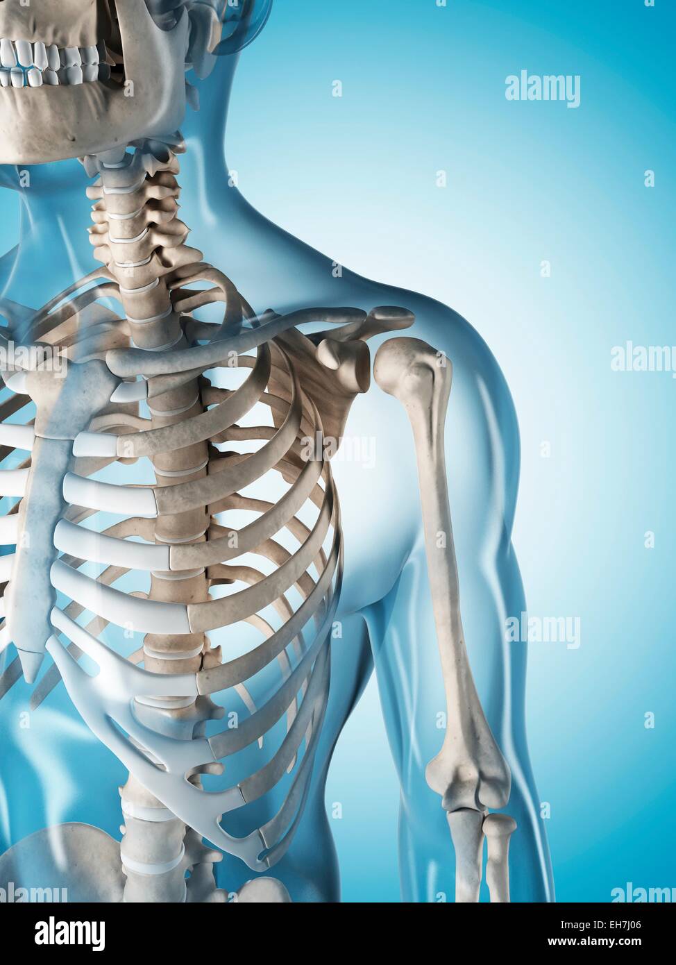 Human skeletal system, illustration Stock Photo - Alamy