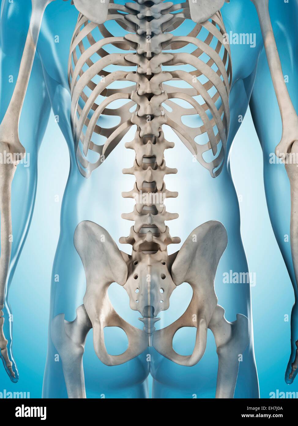 Human skeletal system, illustration Stock Photo - Alamy