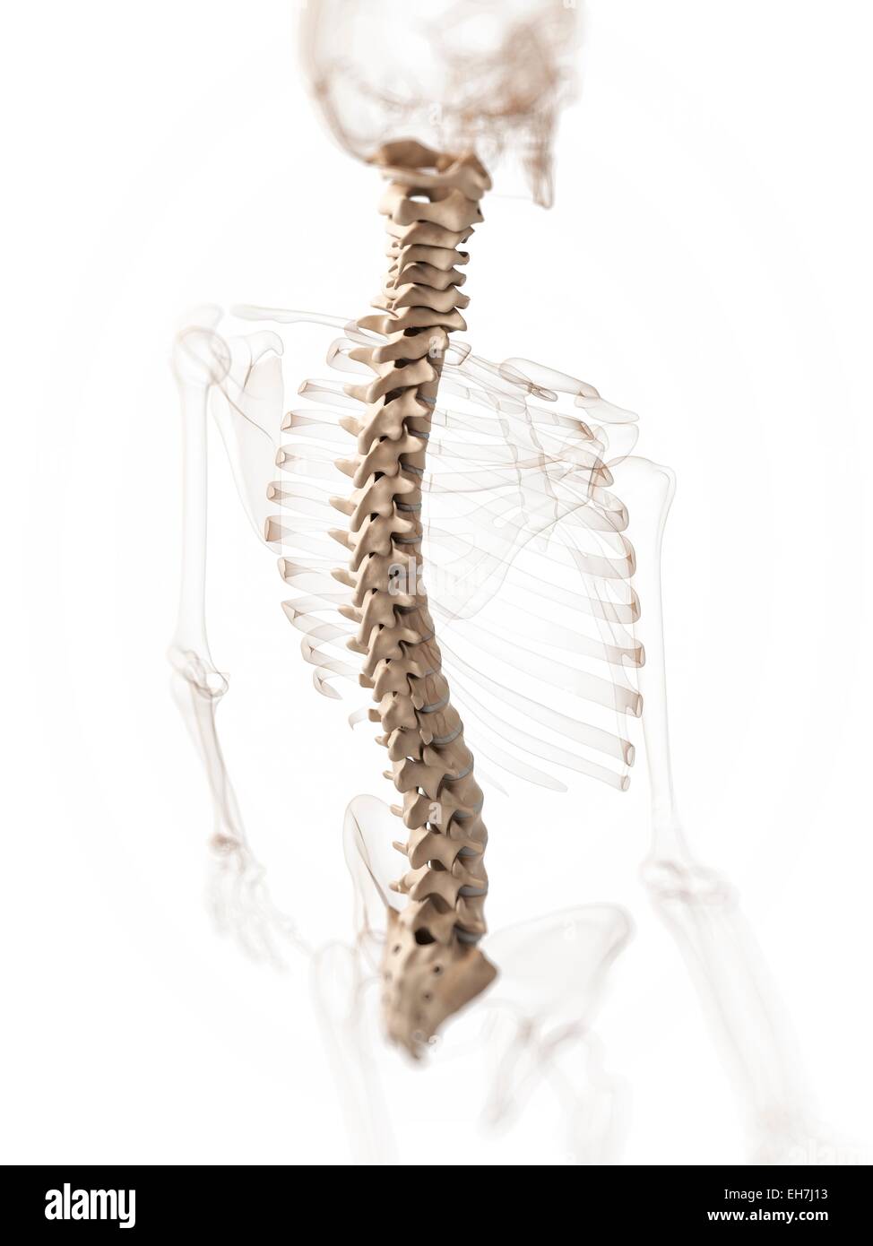 Human spine, illustration Stock Photo - Alamy