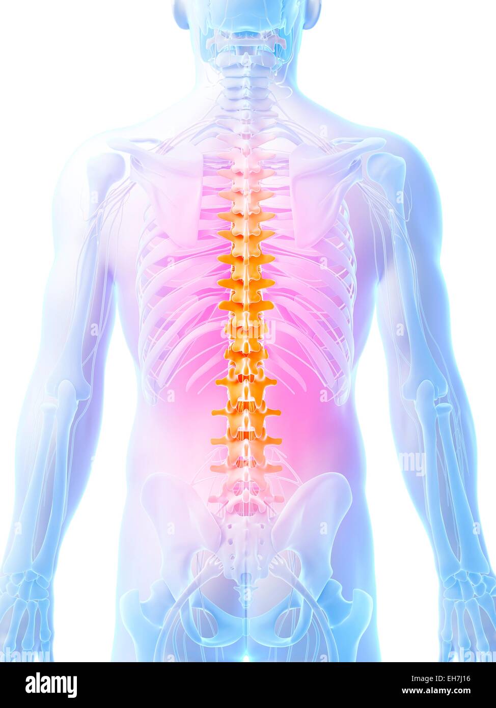 Human spine, illustration Stock Photo - Alamy