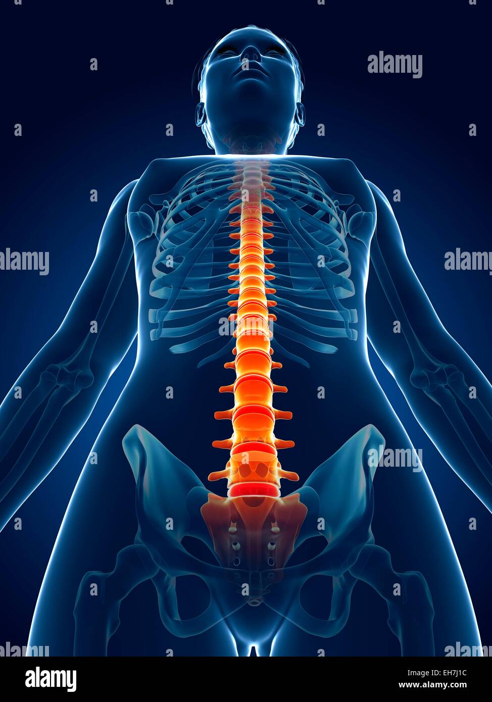 Human spine, illustration Stock Photo - Alamy