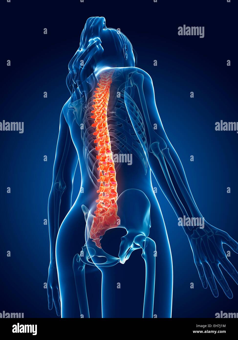 Human spine, illustration Stock Photo - Alamy