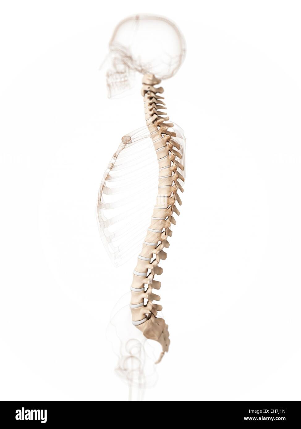 Human spine, illustration Stock Photo - Alamy
