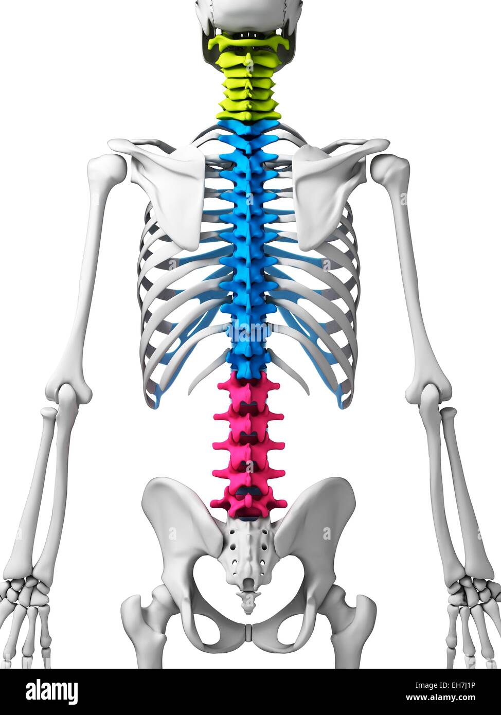 Human thoracic vertebrae computer artwork hi-res stock photography and ...