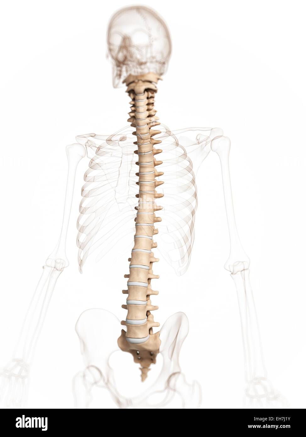Human spine, illustration Stock Photo - Alamy