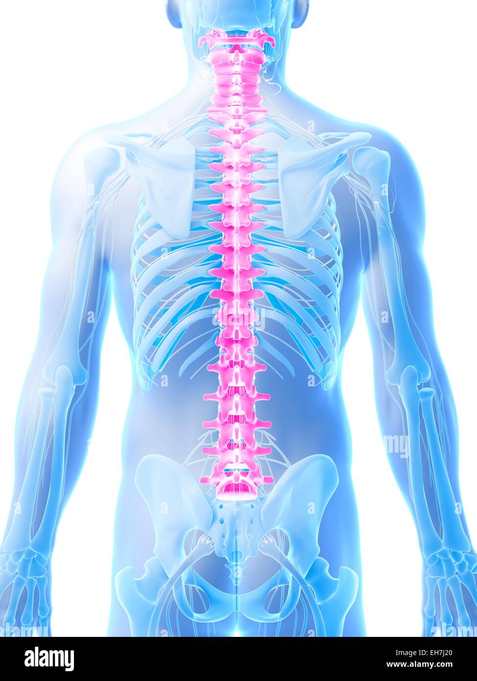 Human spine, illustration Stock Photo - Alamy