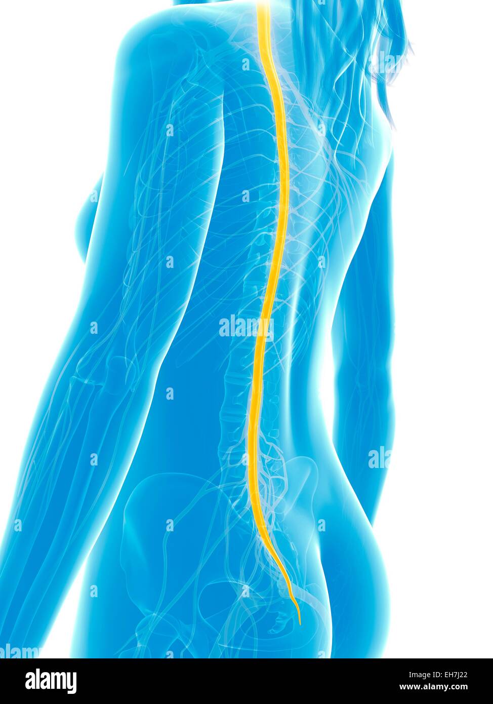 Human spinal cord, illustration Stock Photo - Alamy