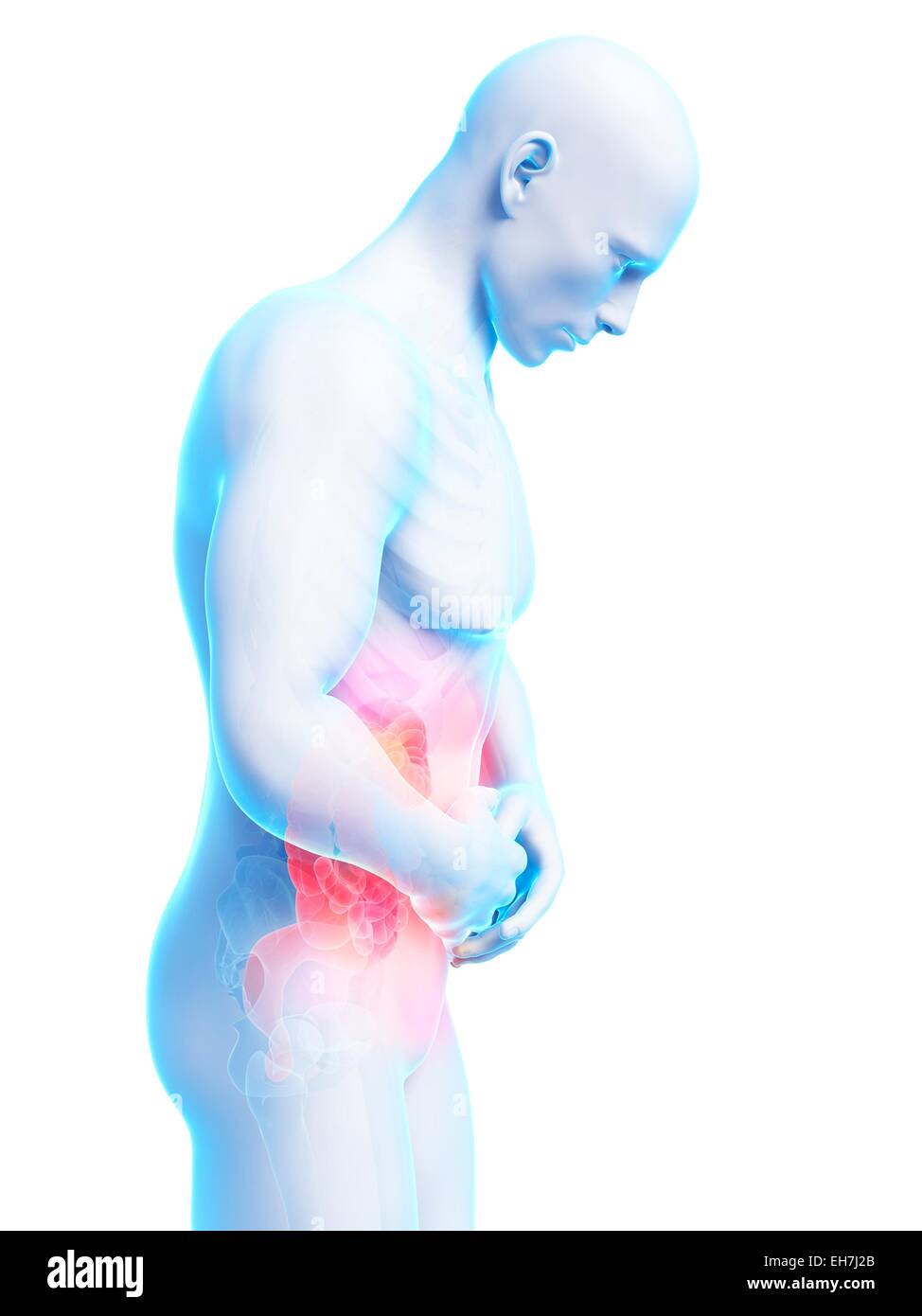 Human intestine pain, illustration Stock Photo - Alamy